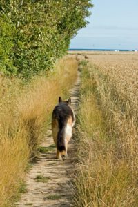 Tips for Dogs Lost in a Rural Area | Lost Dogs of America
