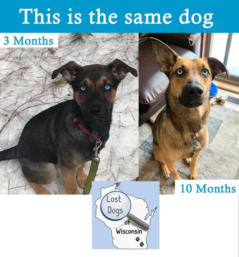 A Dog’s Appearance Can Change Over Time | Lost Dogs of America