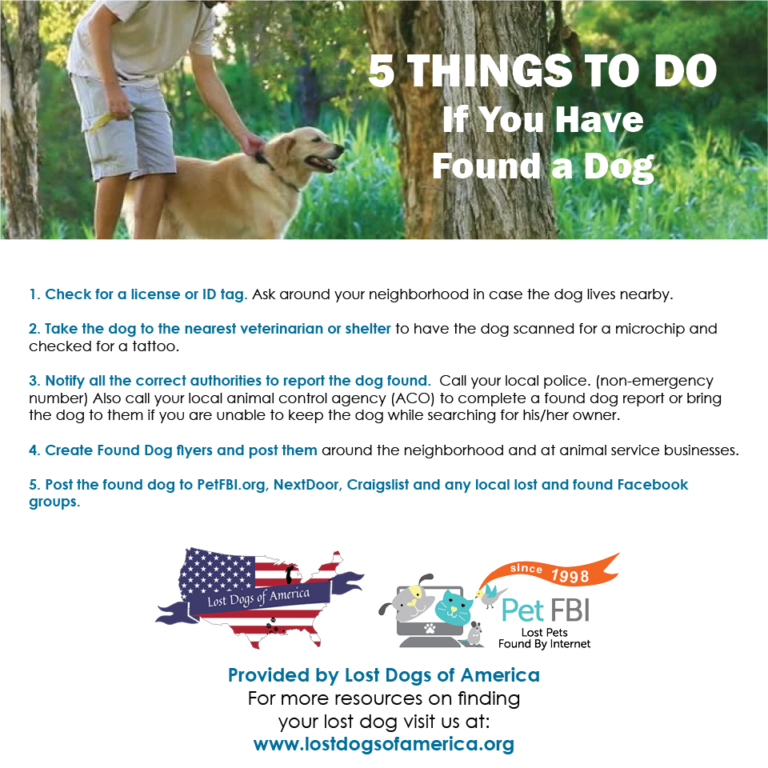 Tips to Help Reunite a Lost Dog with His Family | Lost Dogs of America