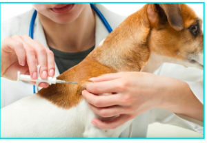 Does Your Pet’s Microchip Number Start With 900? | Lost Dogs of America
